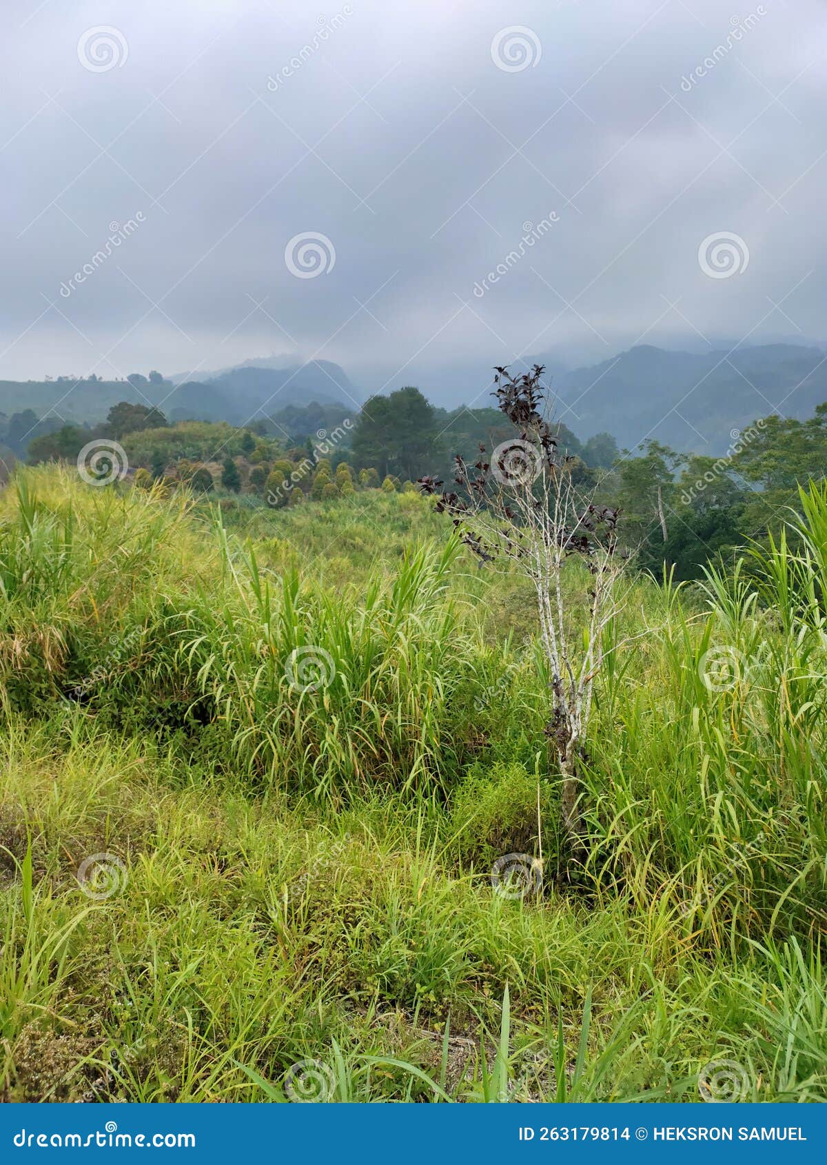 Beautiful Natural Scenery and Hills in Indonesia Stock Photo - Image of ...