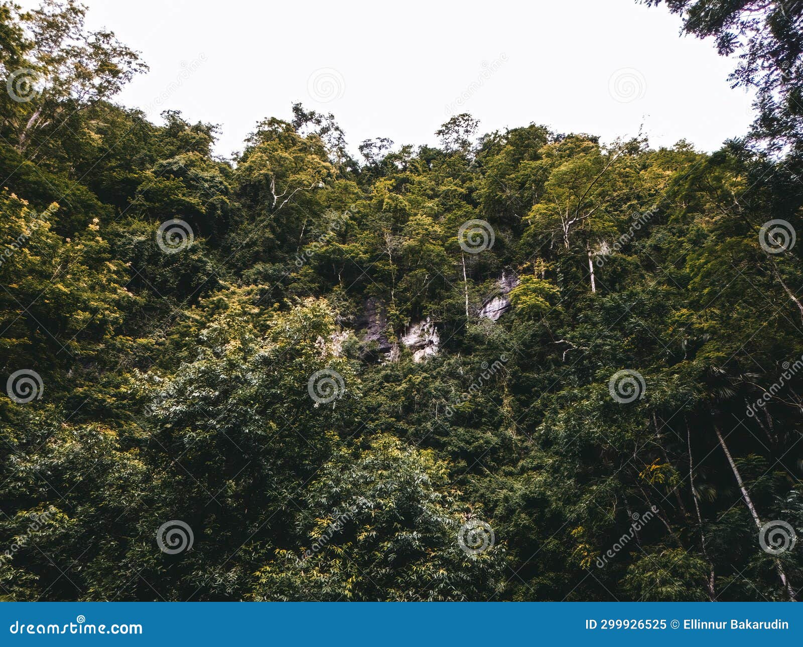 Beautiful Natural Scenery of the Rainforest Mountain in Perlis ...