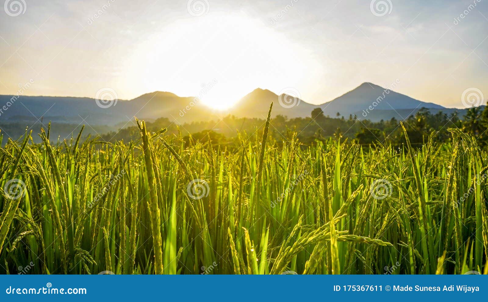 Beautiful Natural Scenery of Rice Fields at Sunrise Stock Image - Image ...