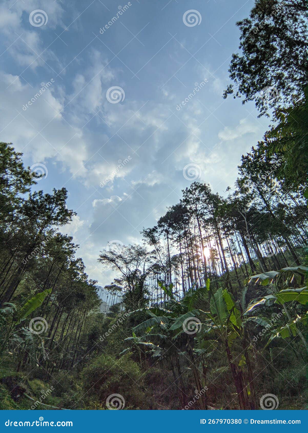 Beautiful Natural Scenery in a Rural Rainforest Stock Photo - Image of ...
