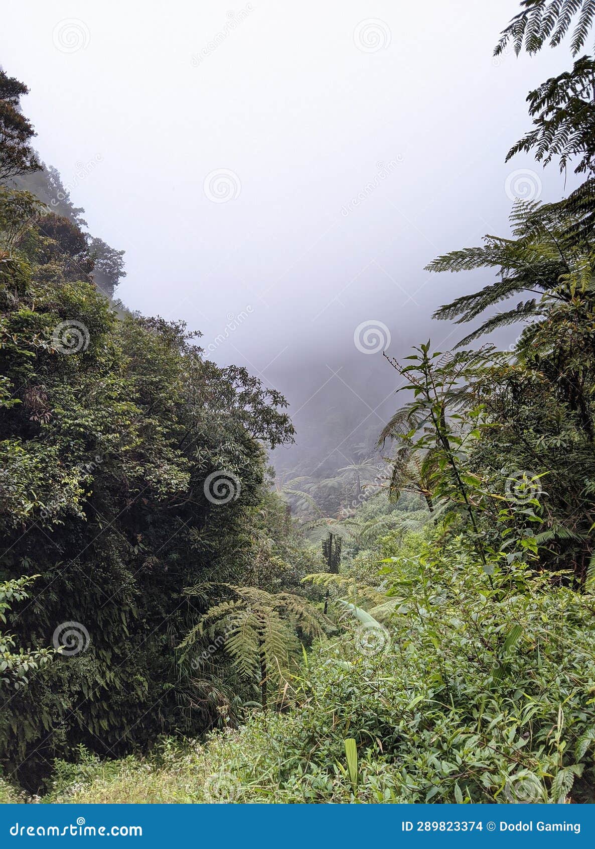 Beautiful and Natural Shady Trees Stock Photo - Image of tree, natural ...