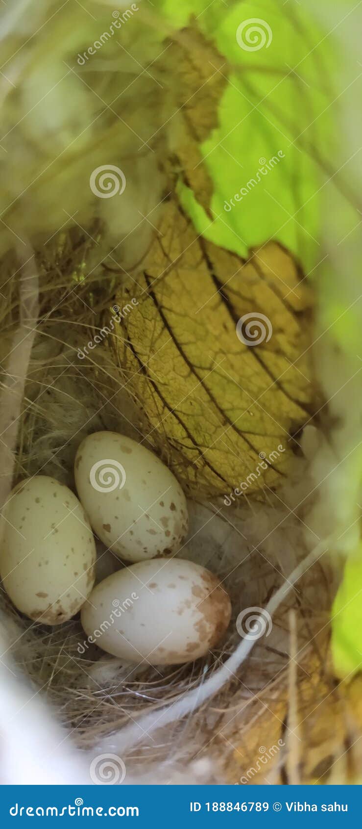 Beautiful Natural Small Bird Eggs Stock Image - Image of natural ...