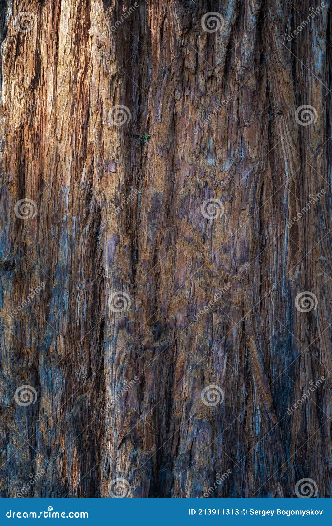 Beautiful Natural Tree Bark Pattern. Close Up of a Tree Stock Image ...