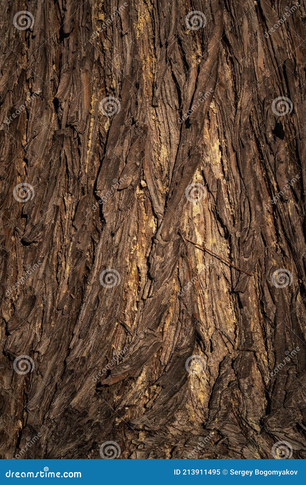 Beautiful Natural Tree Bark Pattern. Close Up of a Tree. Natural ...