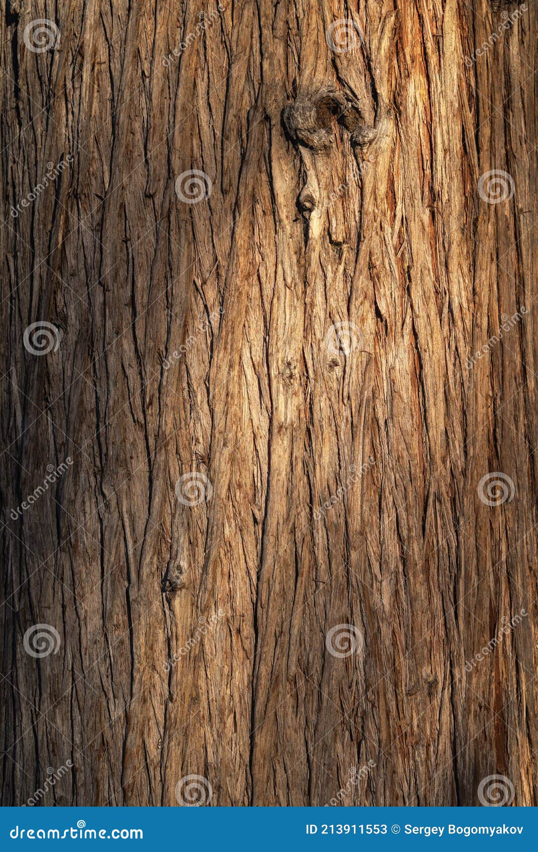 Beautiful Natural Tree Bark Pattern. Close Up of a Tree Stock Image ...