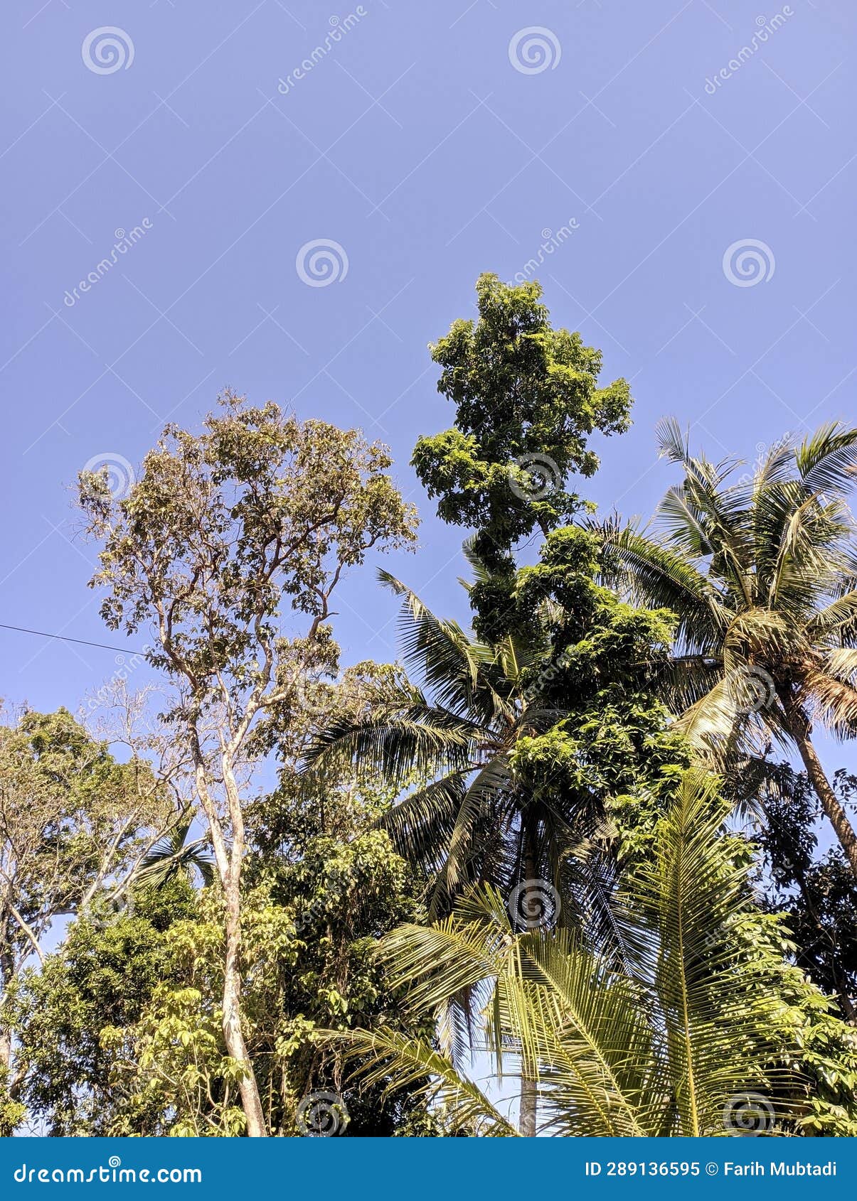 Beautiful natural trees stock image. Image of tree, forest - 289136595