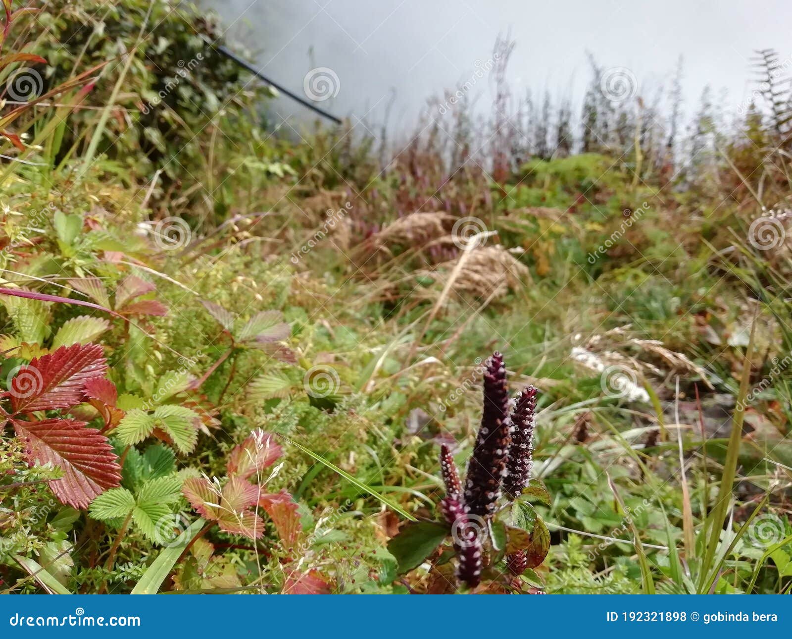 Beautiful Natural View in Himalaya Stock Photo - Image of grass, insect ...