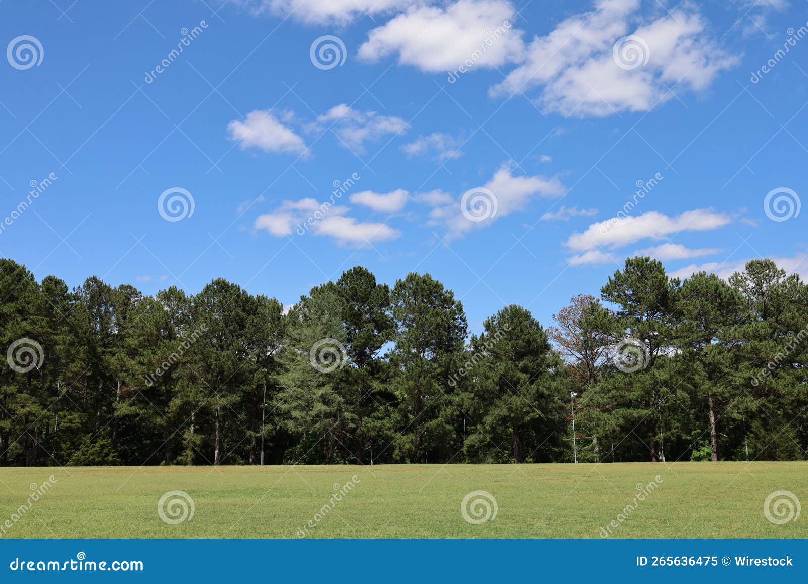 Beautiful Natural View of Pine Trees on the Lawn Stock Image - Image of ...