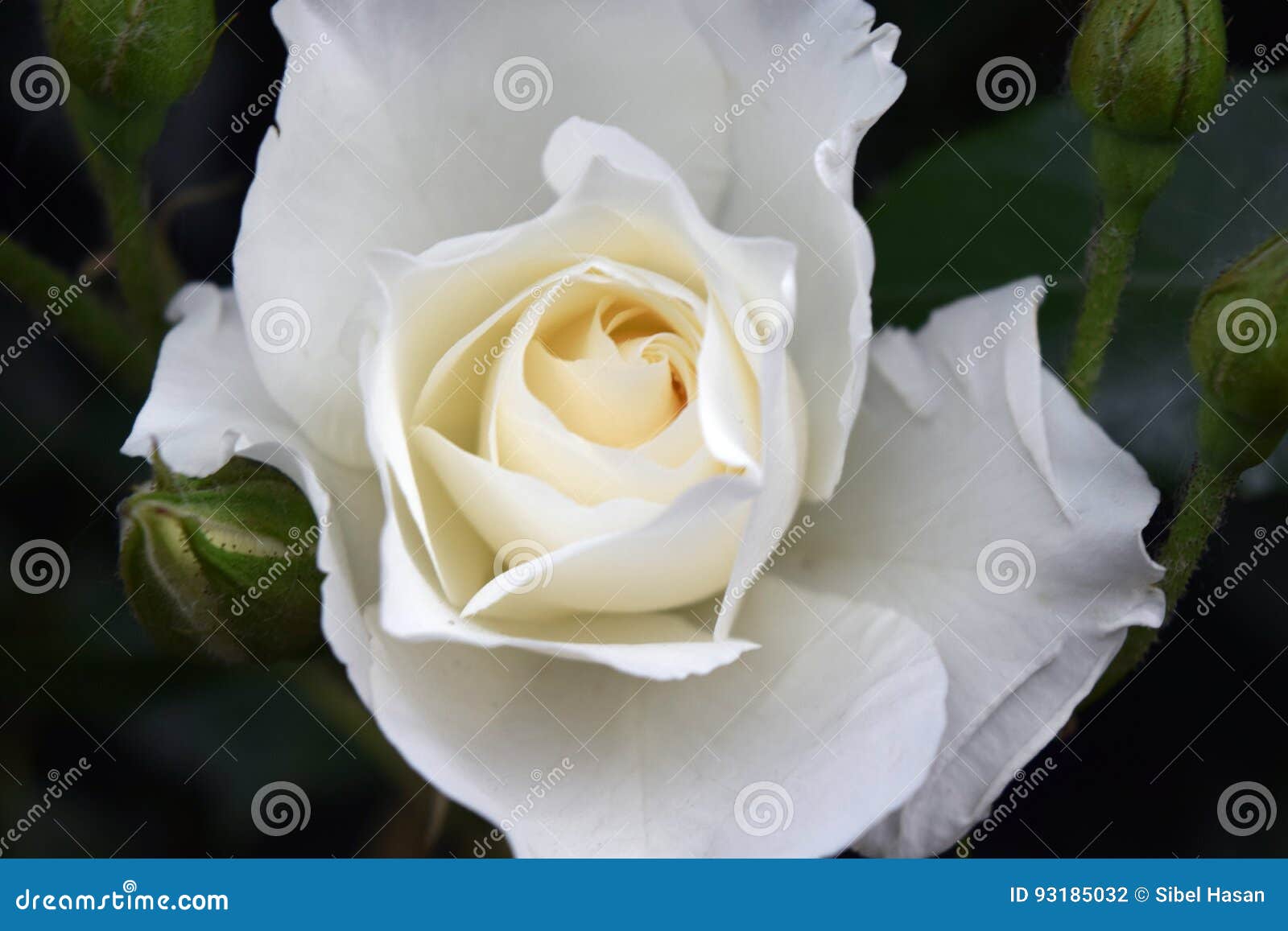 Beautiful Natural White Roses Stock Photo - Image of beautiful, bloom ...