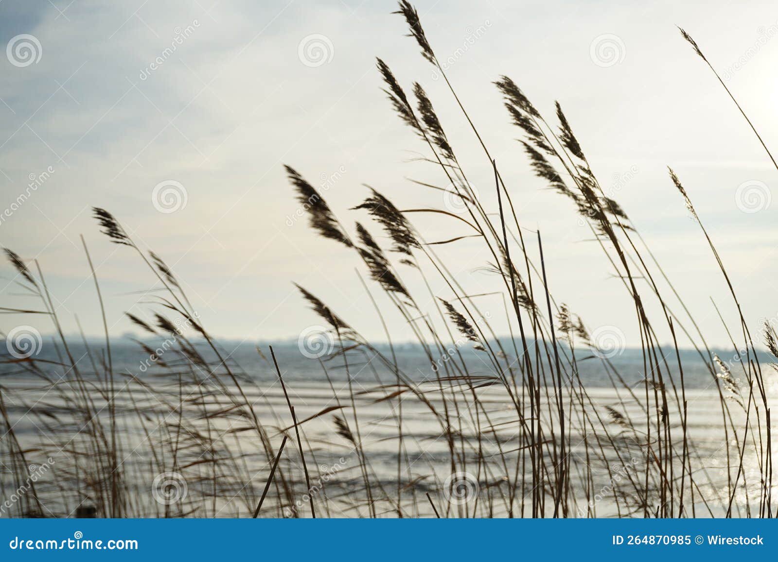 Beautiful Natural Windy Background Stock Image - Image of golden ...