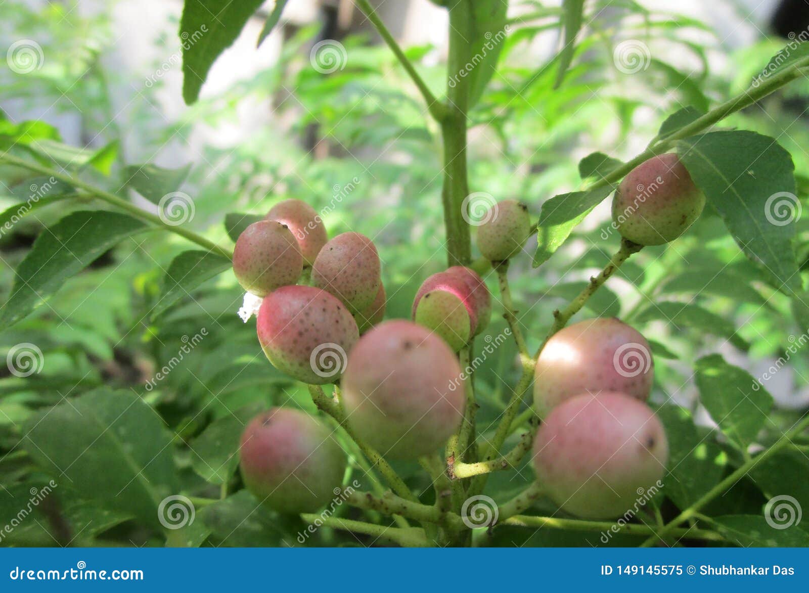 Beauty of curry tree fruit stock image. Image of colour - 149145575