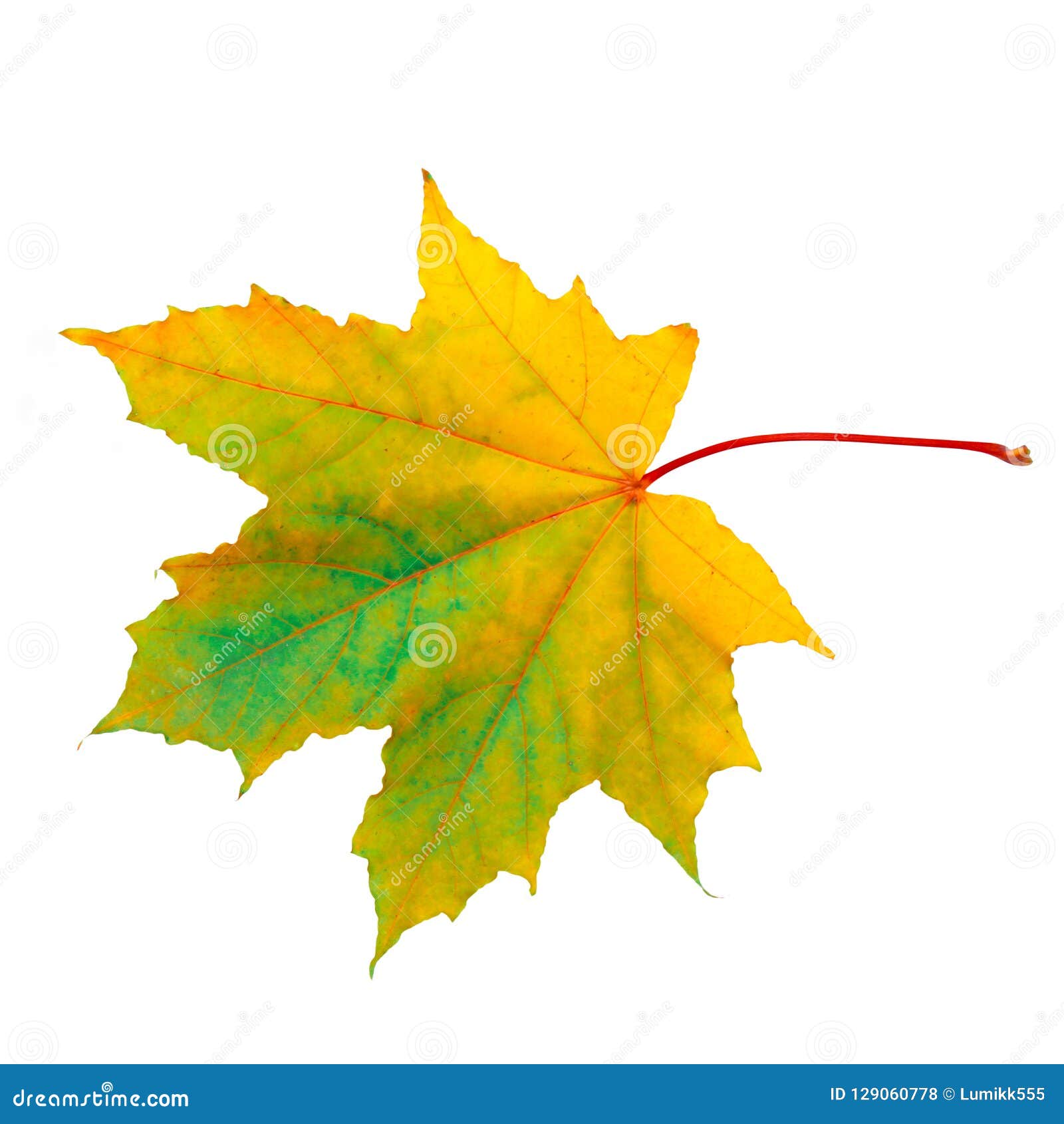 Beautiful Nature Autumn Single Maple Leaf Macro Stock Photo - Image of ...