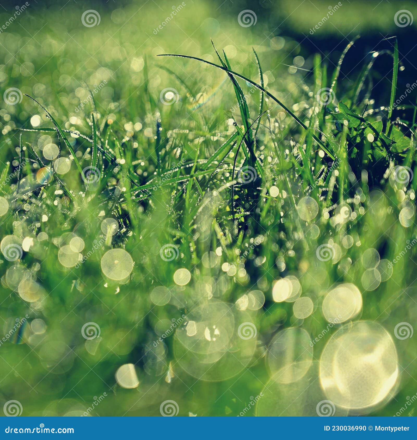 Beautiful Nature Background With Grass And Morning Dew Sunbeams Of The