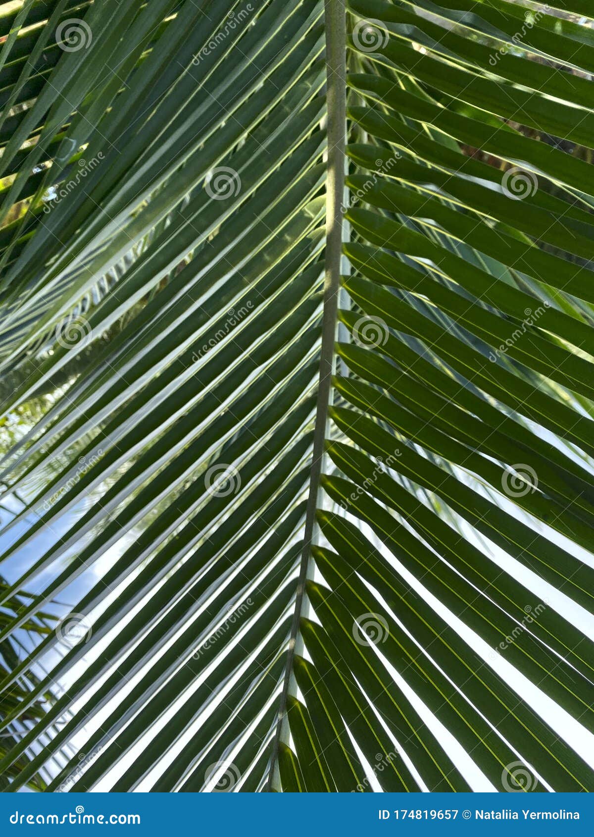 Beautiful Nature Background The Texture Of Palm Leaves Stock Image Image Of Feathery Hawaii