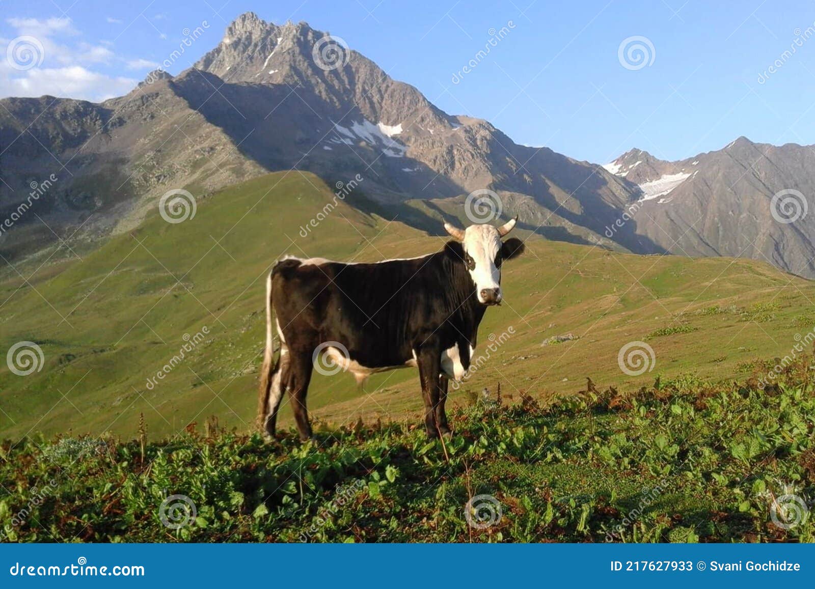 The Beautiful Nature and Beautiful Bull. Stock Image - Image of ...
