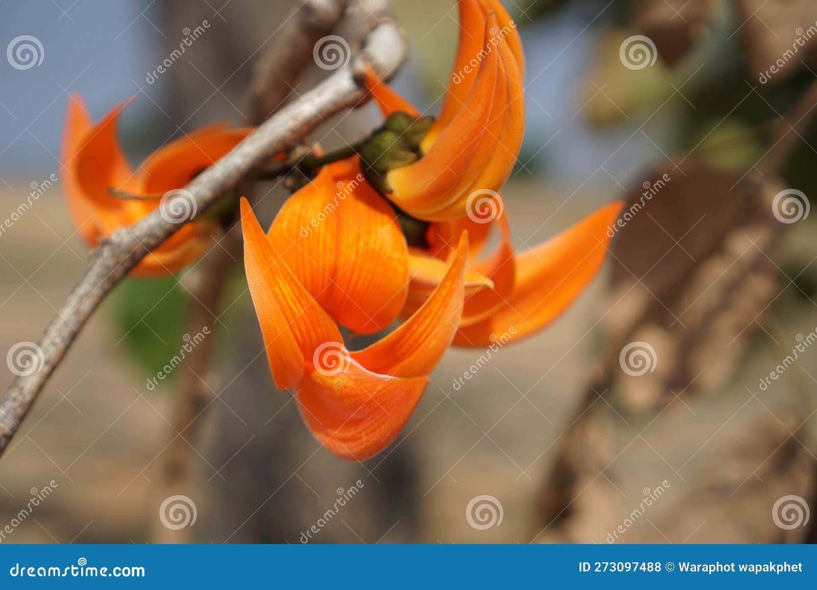 Beautiful Nature of Butea Monosperma on Tree in Thai Natural Park Stock ...