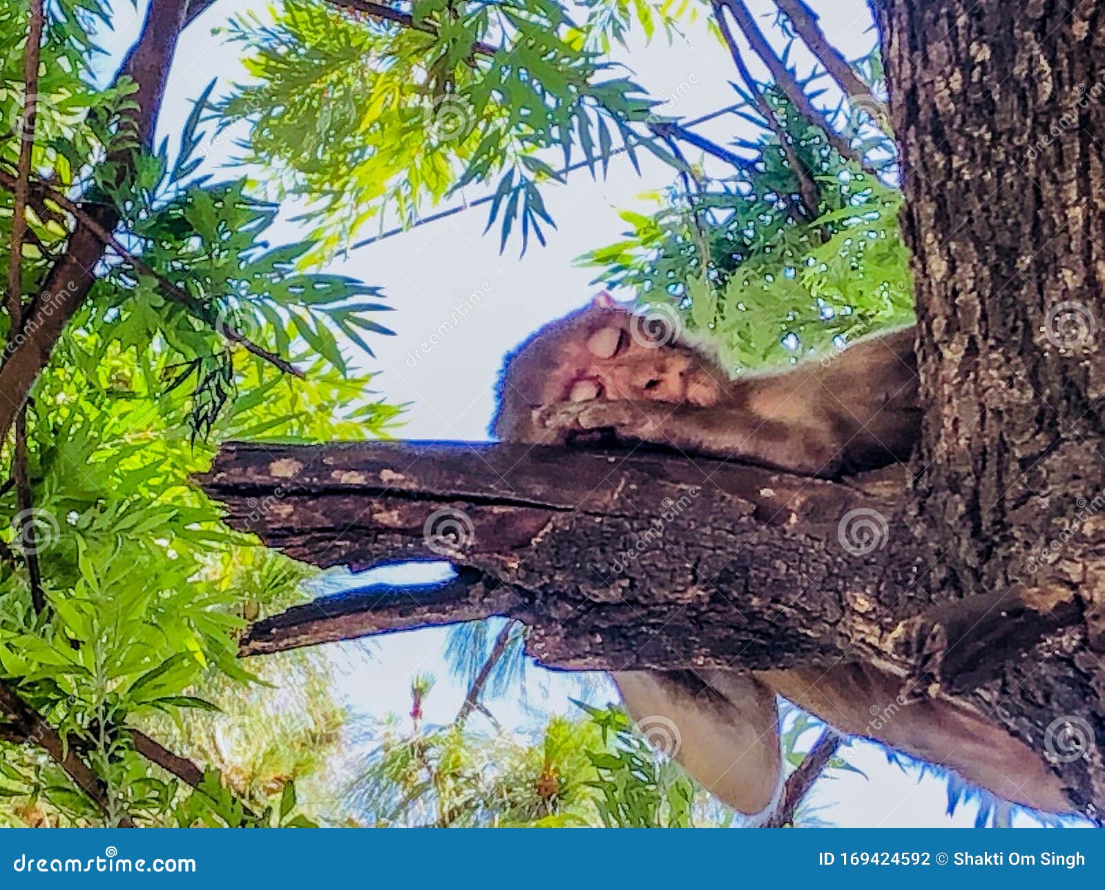 Sleeping Monkey on the Trees Stock Photo - Image of katra, monkey ...