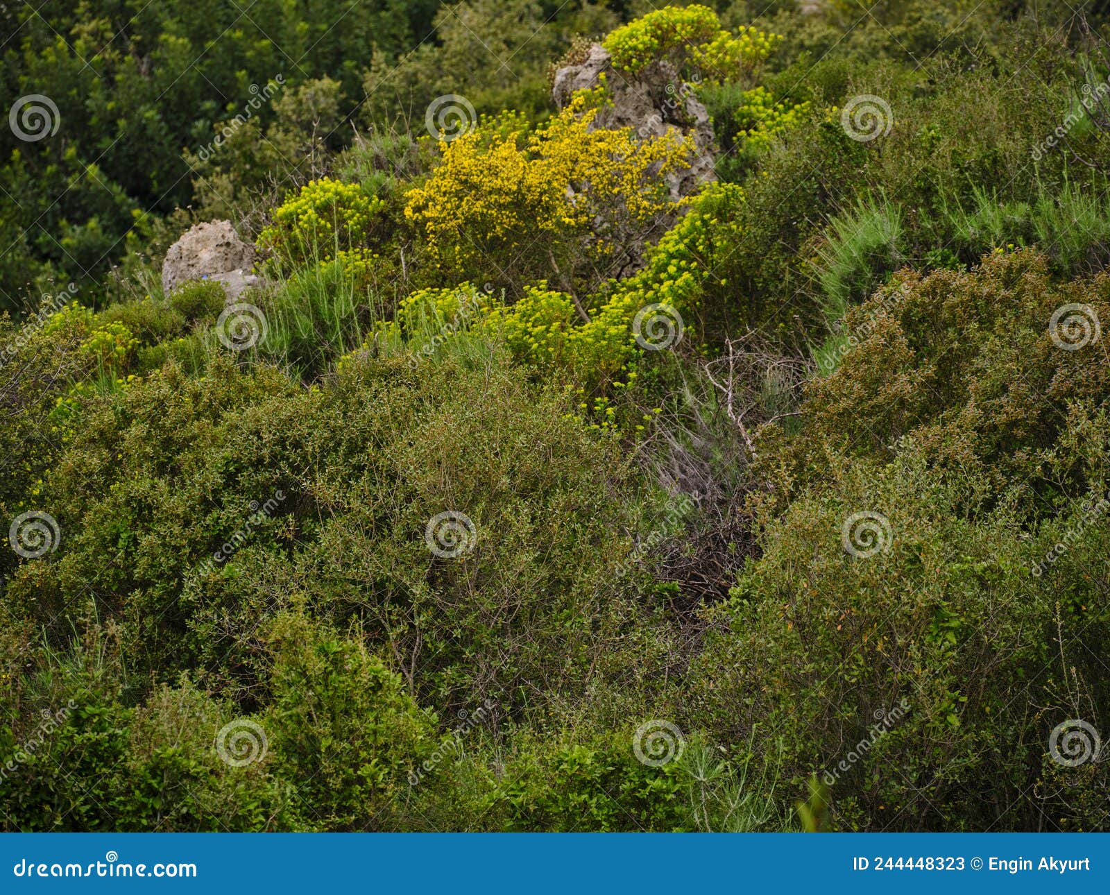 Beautiful Nature that Comes Alive in Spring Stock Image - Image of ...