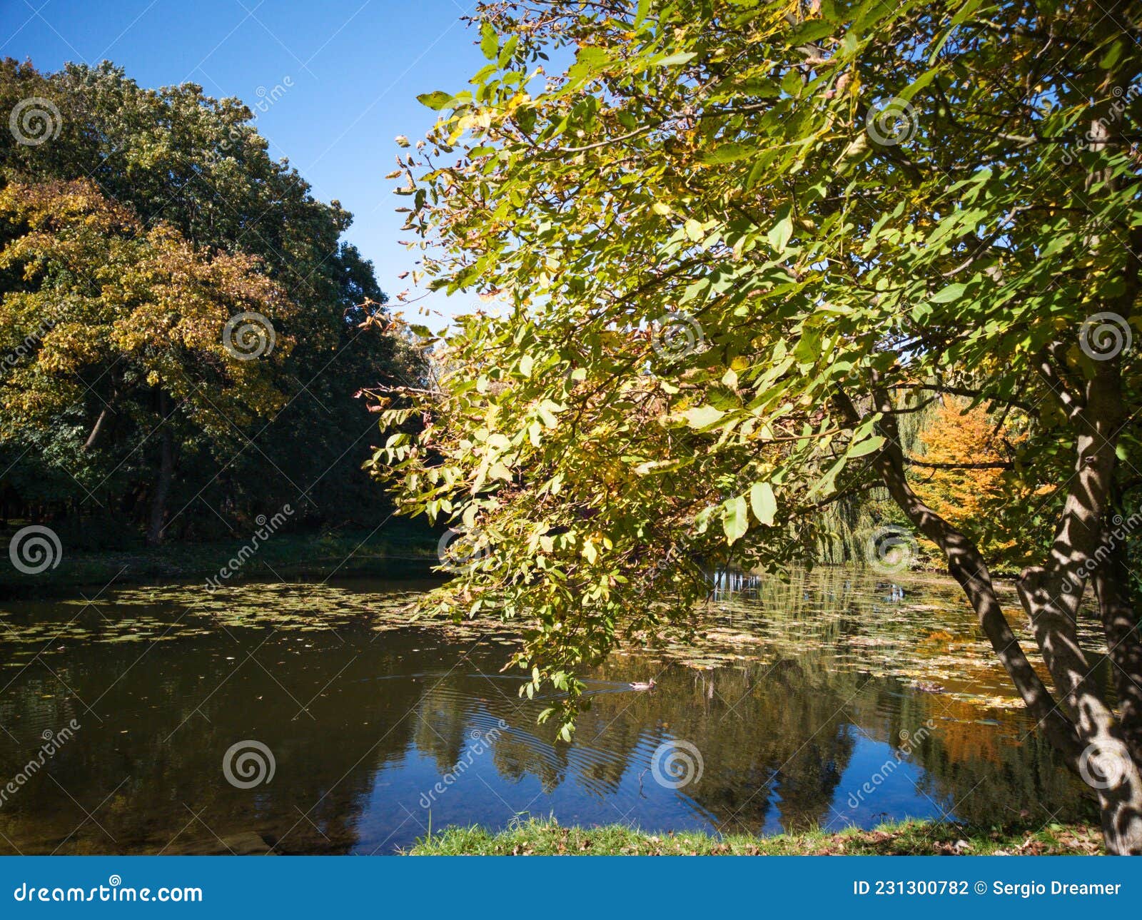 Beautiful Nature in the Cozy Park Stock Photo - Image of branch, tree ...