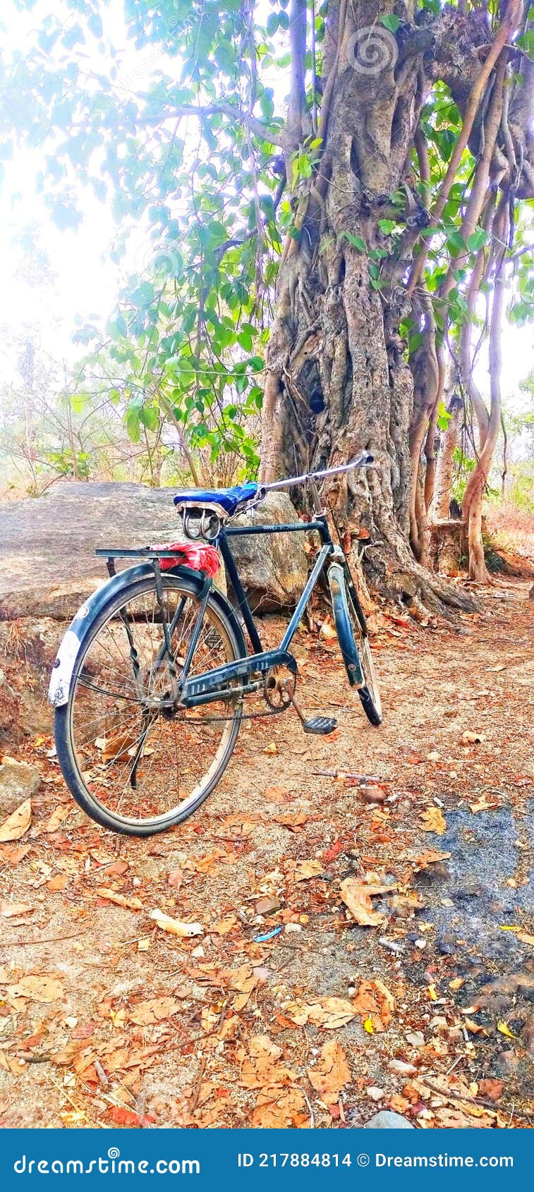 Beautiful Nature stock photo. Image of nature, cycle - 217884814