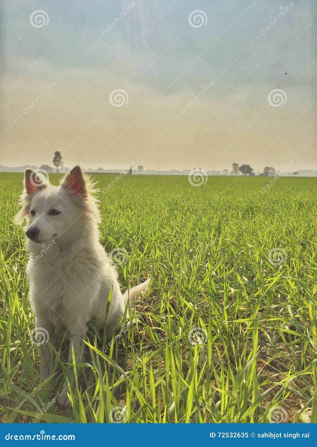 Beautiful nature with dog stock image. Image of amazing - 72532635