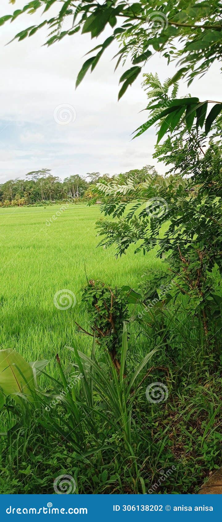 Beautiful Nature . Expanse of Rice Fields. Background . Green . Nature ...