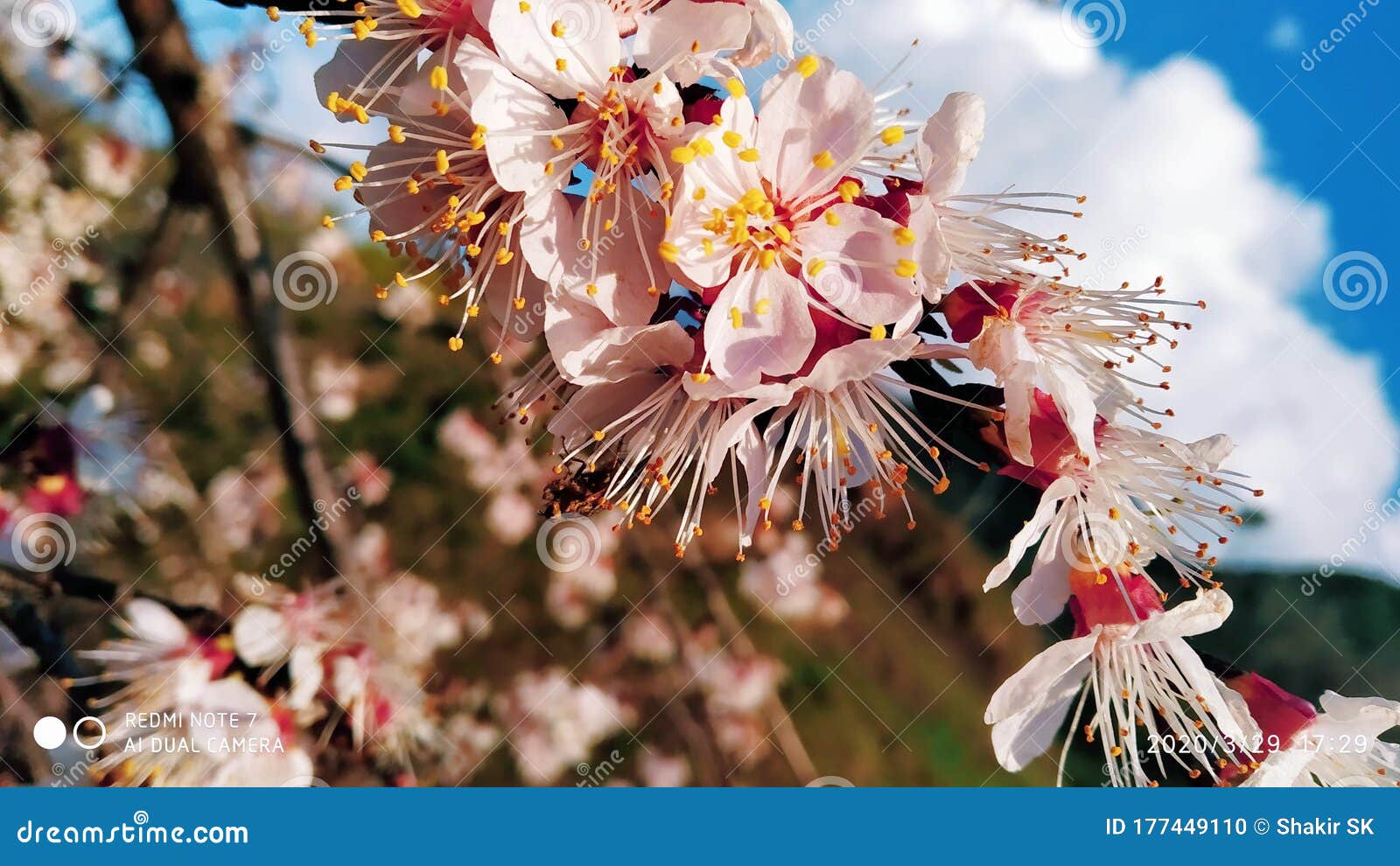Beautiful Nature Flower Scenes from Kashmir Stock Photo - Image of ...