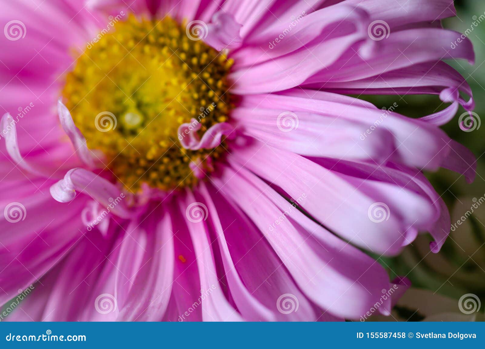 Beautiful Nature Flowers Background, Soft Focus Stock Photo - Image of ...