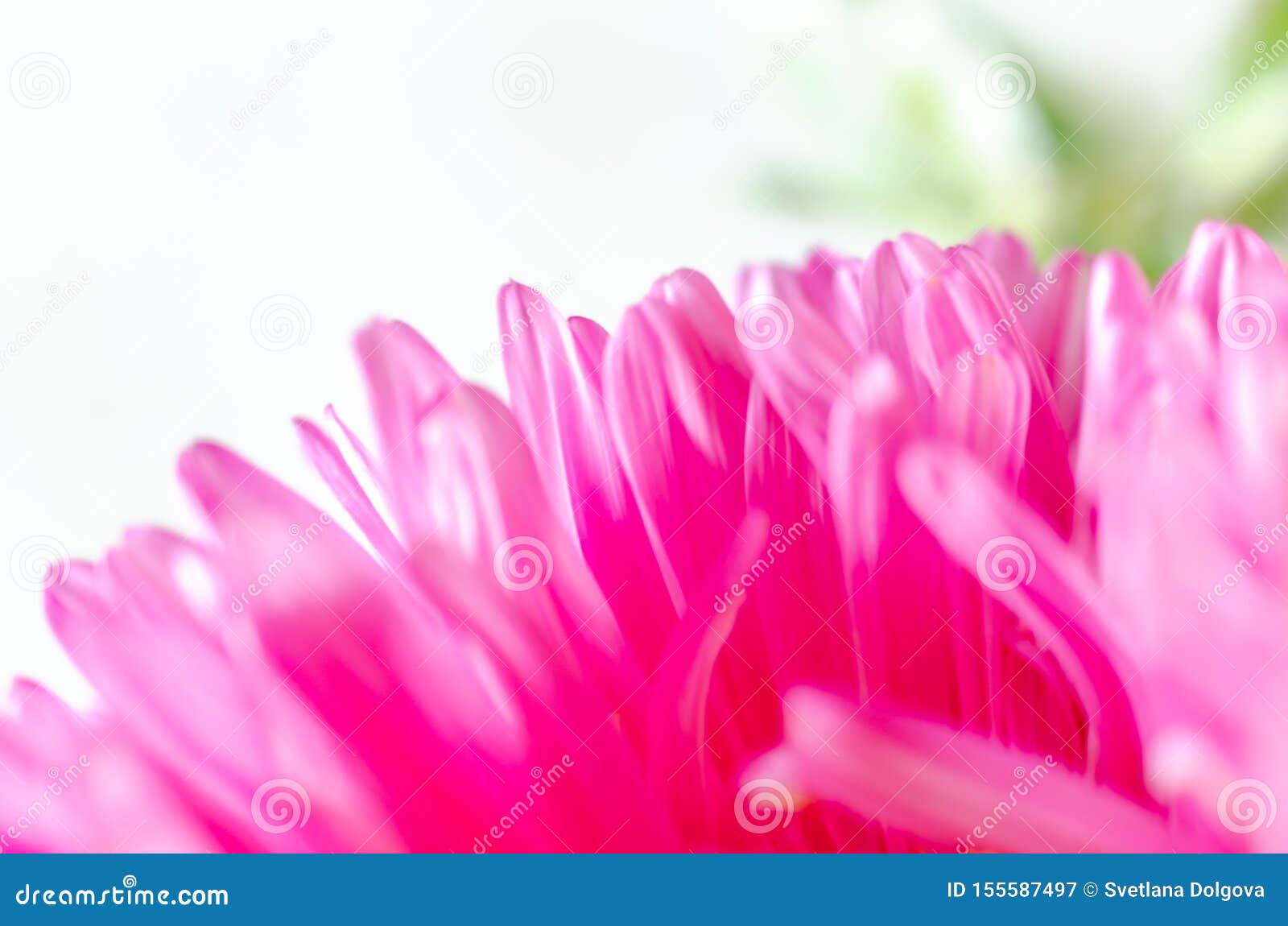 Beautiful Nature Flowers Background, Soft Focus Stock Image - Image of ...