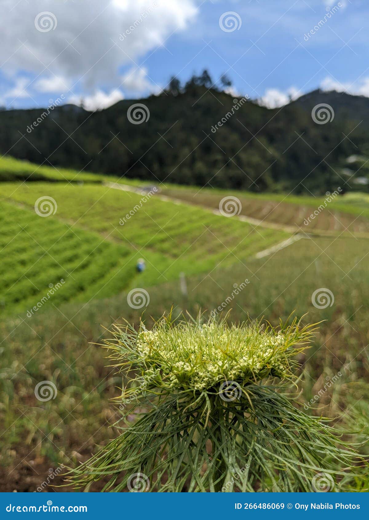 Beautiful Nature with Flowers and Other Plant Objects Stock Image ...