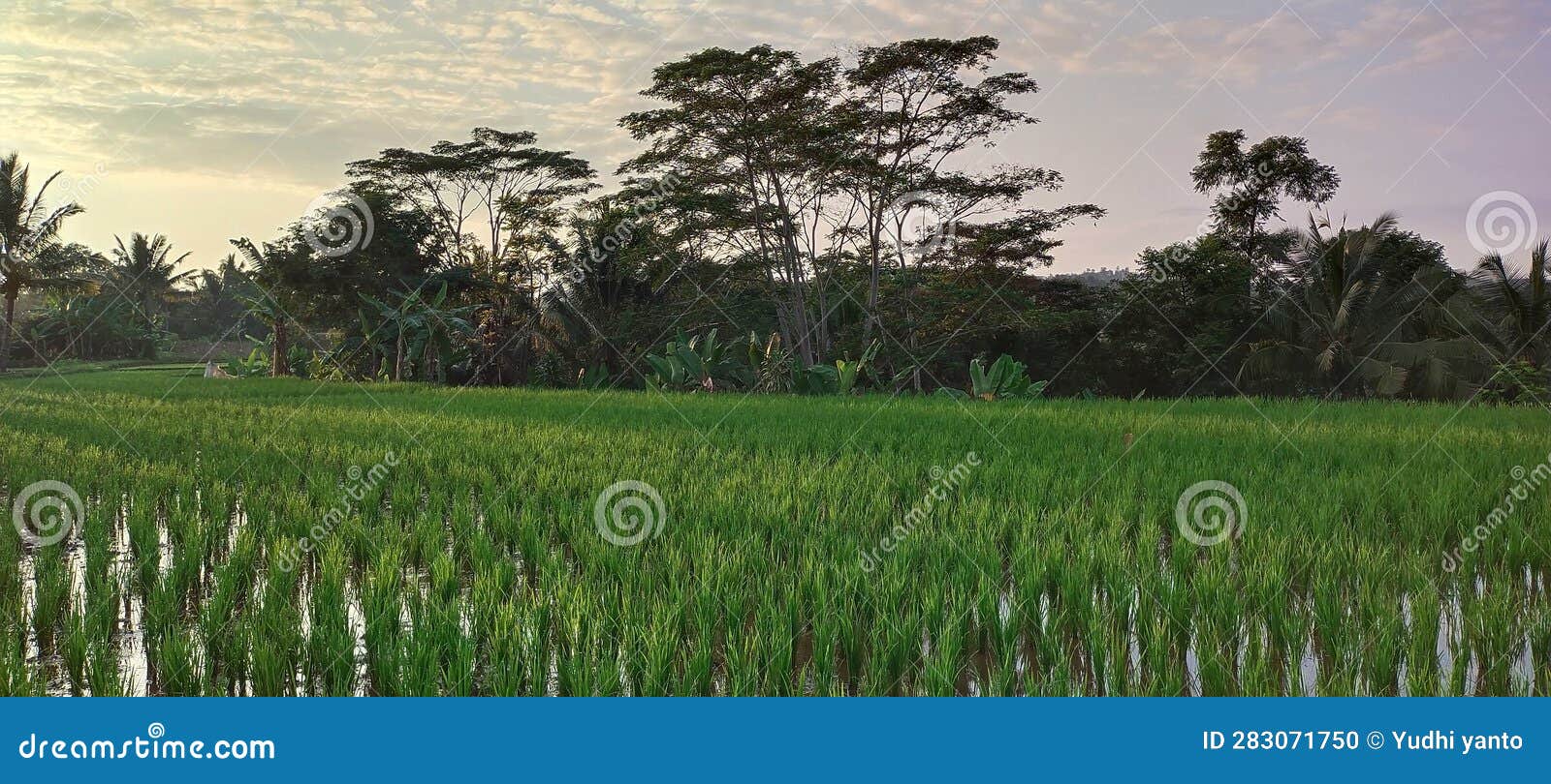 Beautiful of Nature and Fresh Air Rice Field Stock Photo - Image of ...