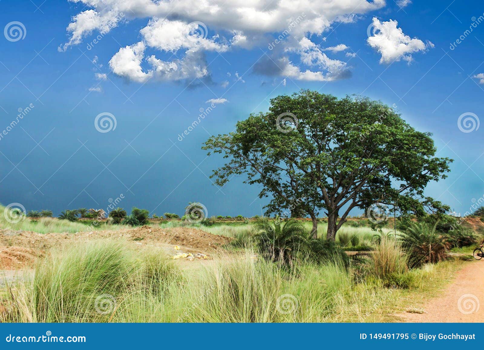 Beautiful Nature Grass Tree and Cloud Sky Stock Image - Image of land ...