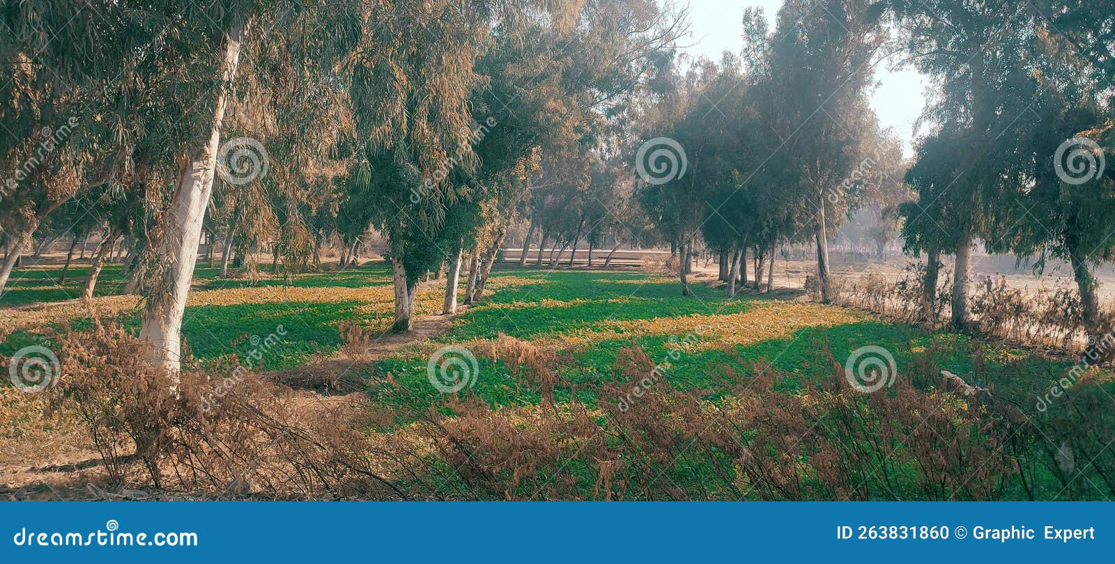 Beautiful Nature Green Trees in Green Fields Landscape Scene Stock ...
