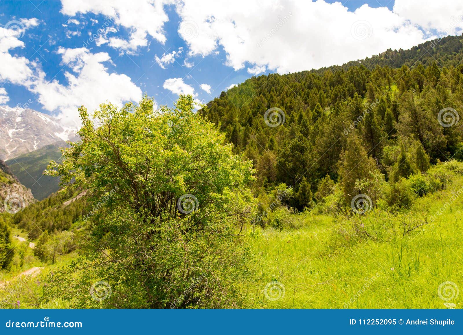 Beautiful Nature in the Himalayas in Spring Stock Image - Image of ...