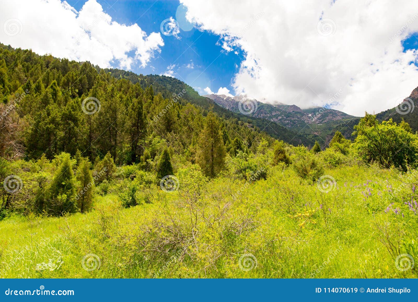 Beautiful Nature in the Himalayas in Spring Stock Image - Image of tree ...