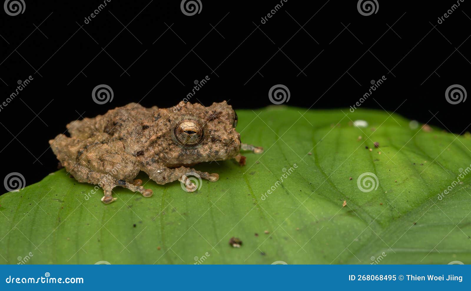 Beautiful Nature Image of Mossy Frog of Borneo Standing on Green Leaf ...