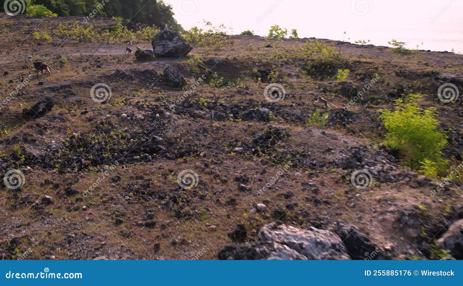 Beautiful Nature Landscape of Bali Stock Footage - Video of bali ...