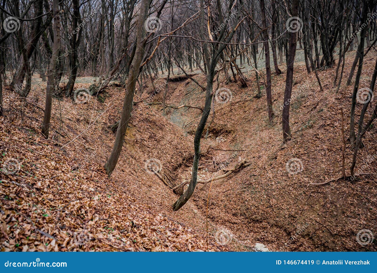 Beautiful Nature Landscape of Forest Ravine in Early Spring Stock Image ...