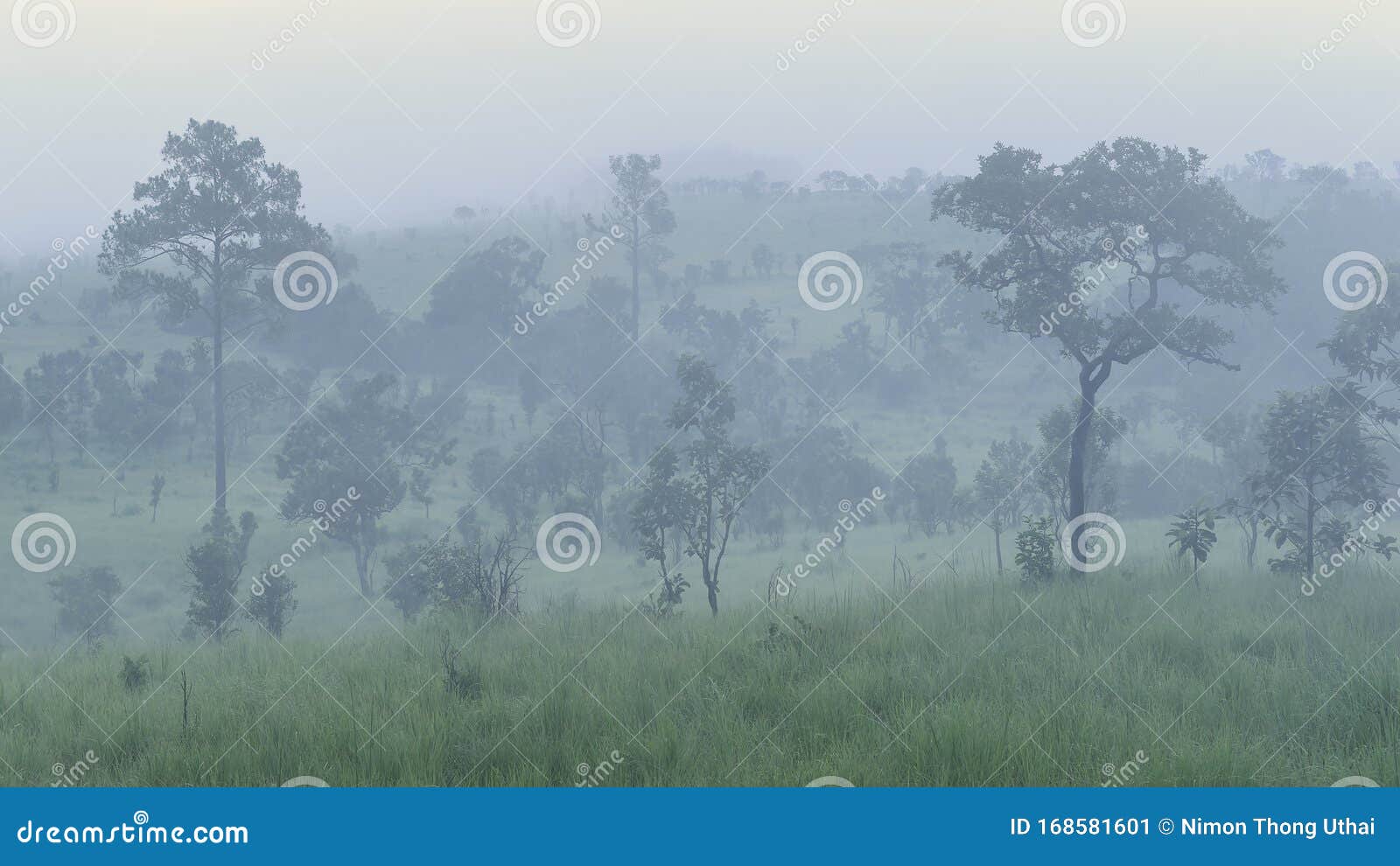 Beautiful Nature Landscape Green of the Forest Stock Image - Image of ...