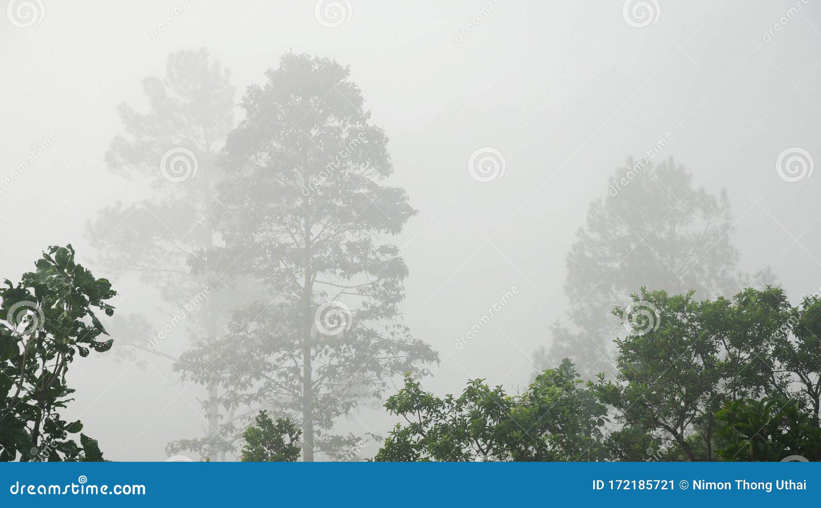 Beautiful Nature Landscape Green of the Forest Stock Image - Image of ...