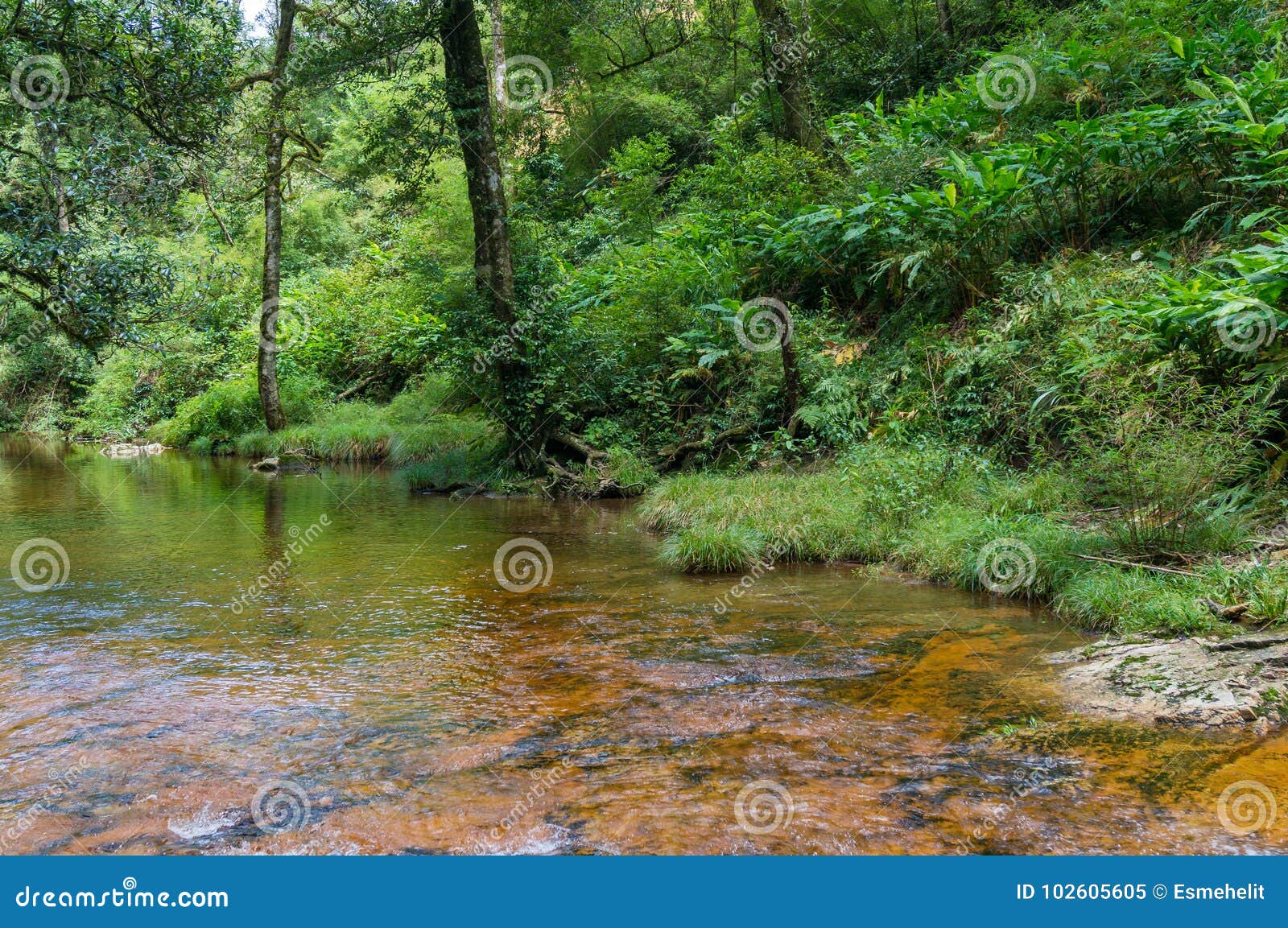 Beautiful Nature Landscape. River in the Forest Stock Image - Image of ...