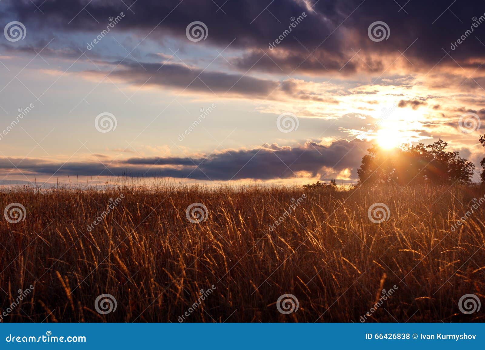 Sunset Nature Trees Grass