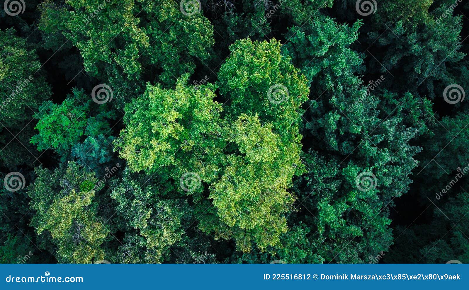 Beautiful Nature in the Middle of Summer Stock Photo - Image of summer ...