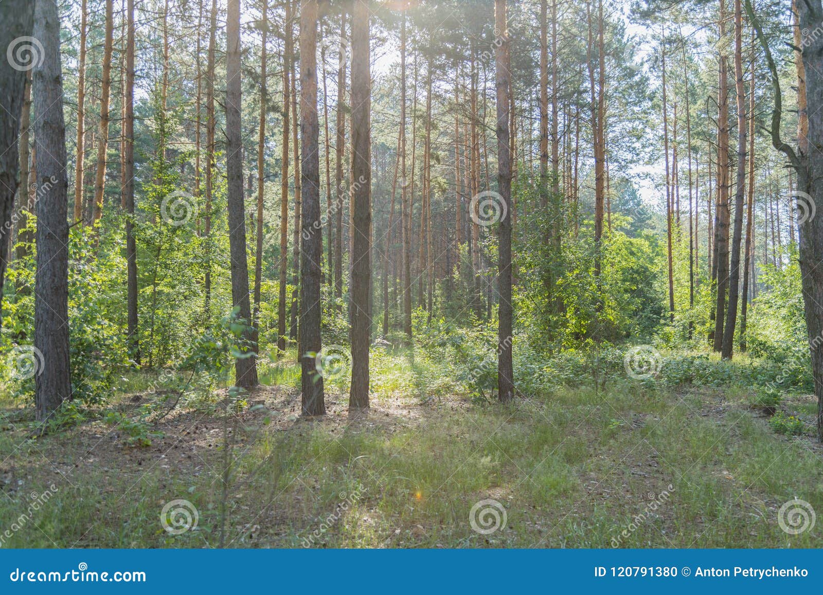 Beautiful Nature at Morning in the Misty Spring Forest with Sun Rays ...