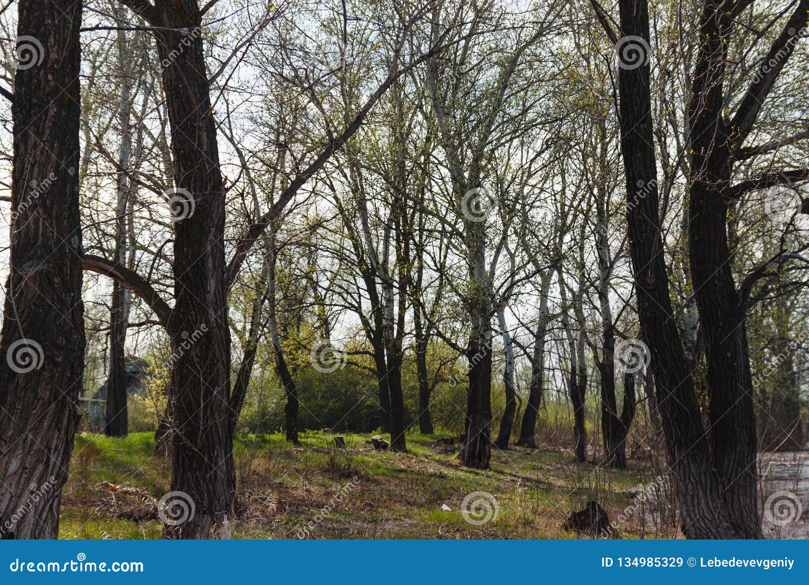 Beautiful Nature at Morning in the Misty Spring Forest with Sun Rays ...