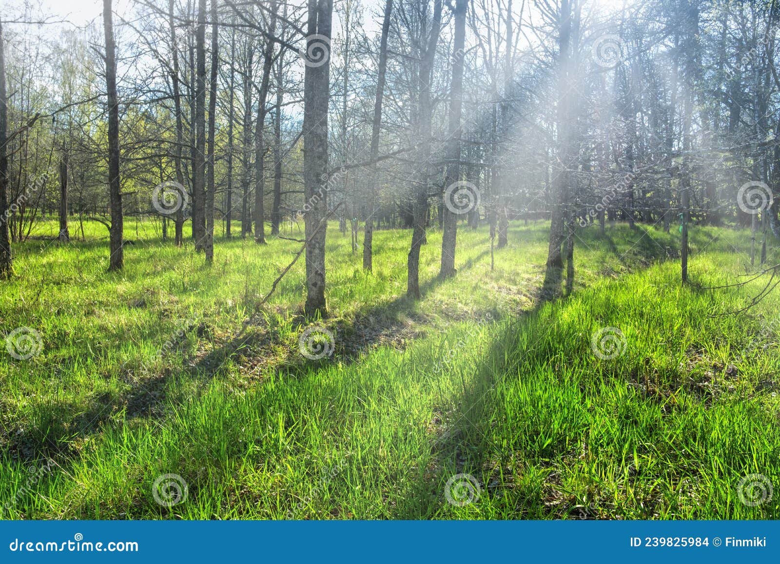 Beautiful Nature at Morning in the Misty Spring Forest Stock Photo ...