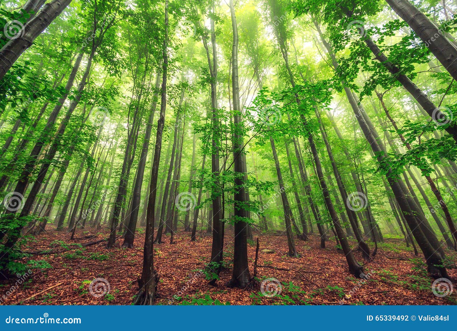 Beautiful Nature at Morning in the Misty Spring Forest with Sun Stock ...