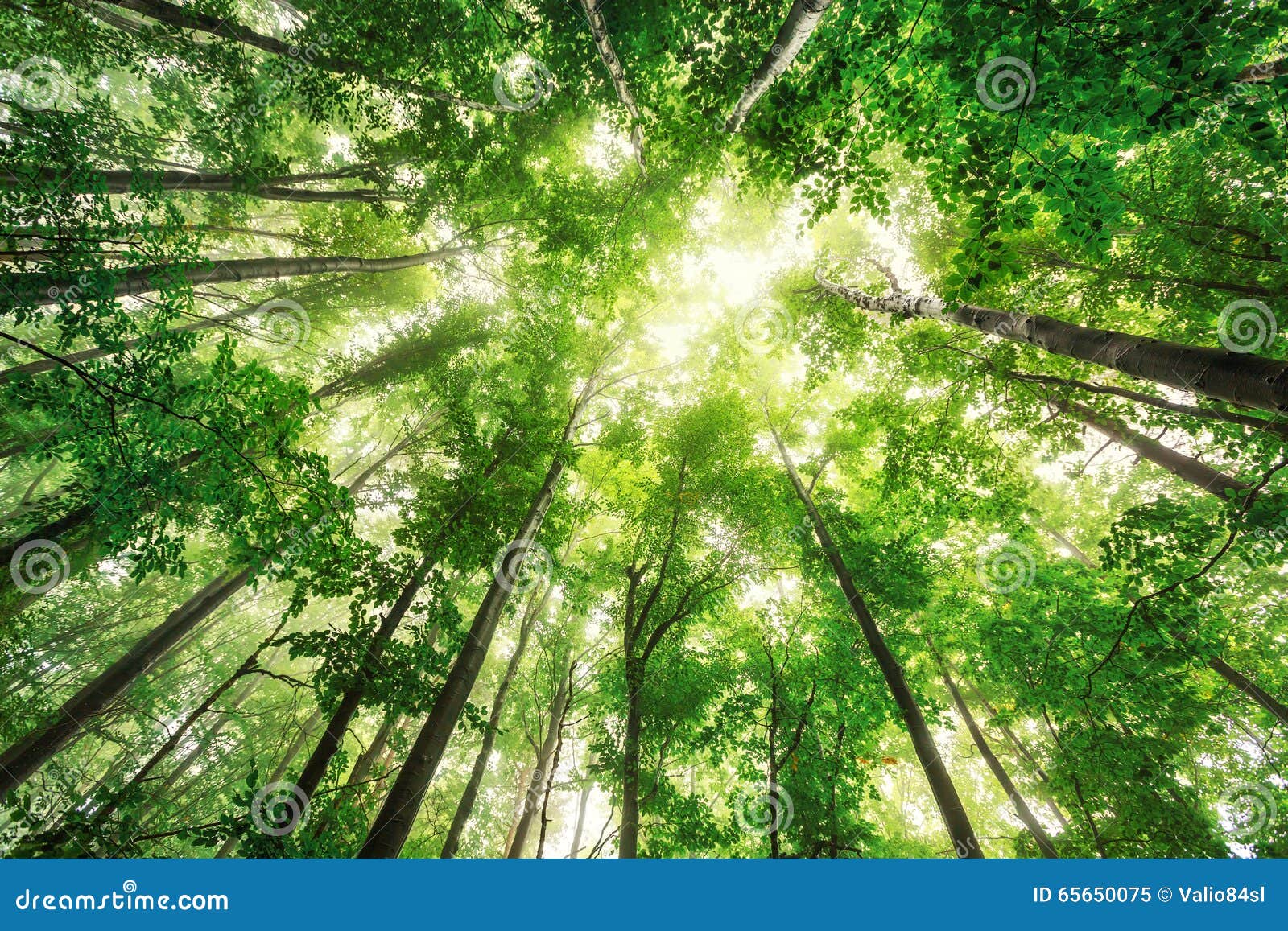 Beautiful Nature at Morning in the Misty Spring Forest with Sun Stock ...