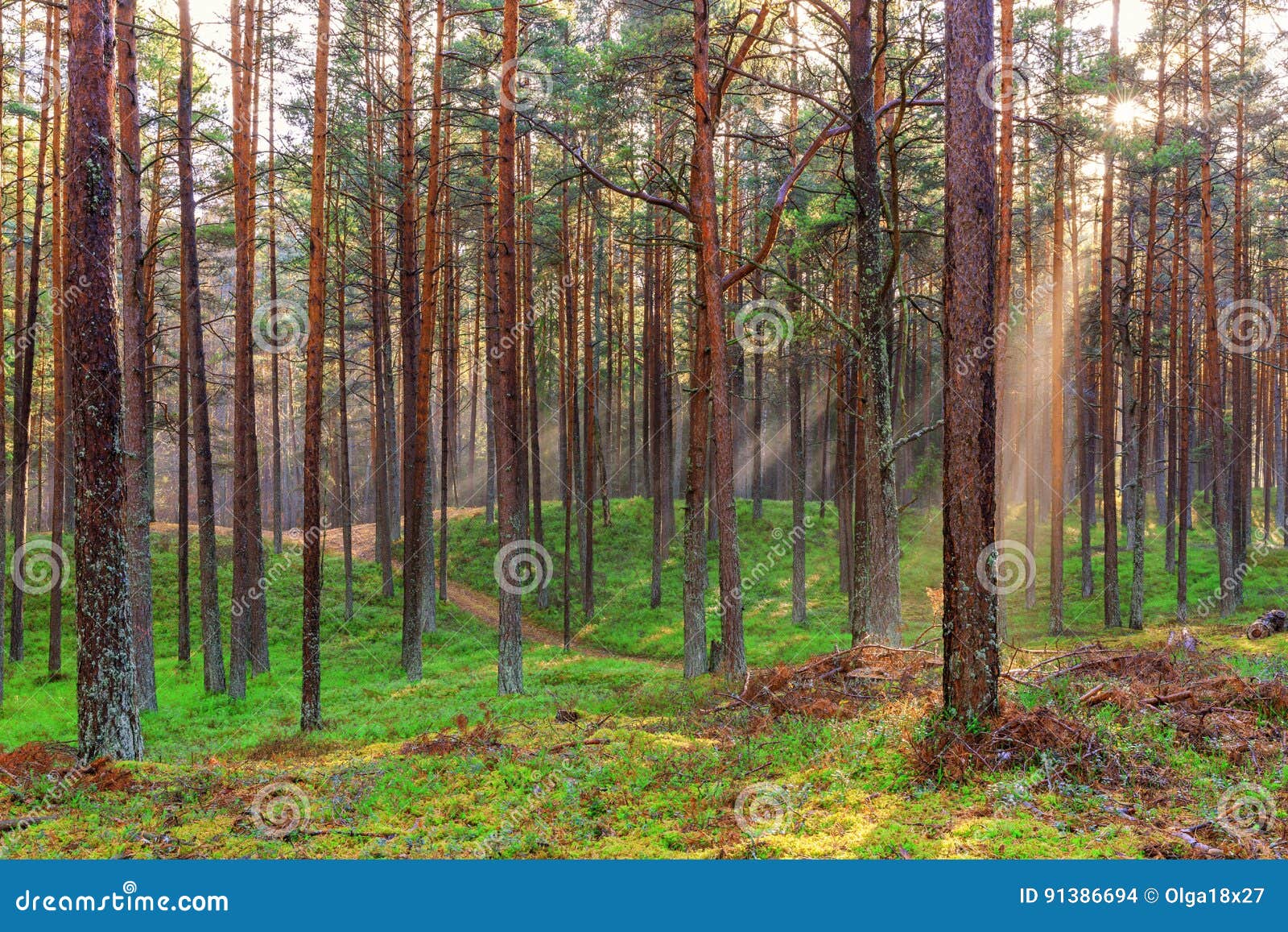 Beautiful Nature at Morning in the Misty Spring Forest with Sun Rays ...