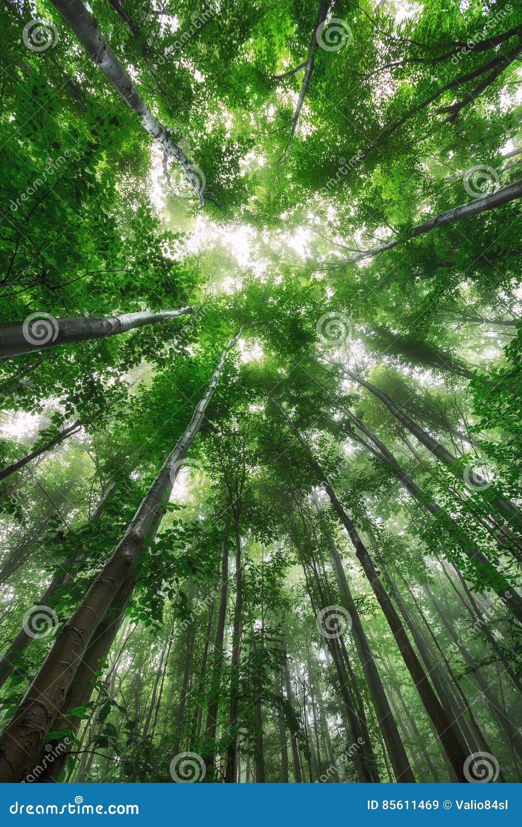 Beautiful Nature at Morning in the Misty Spring Forest with Sun Stock ...